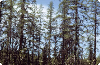 Tamarack - Province of British Columbia
