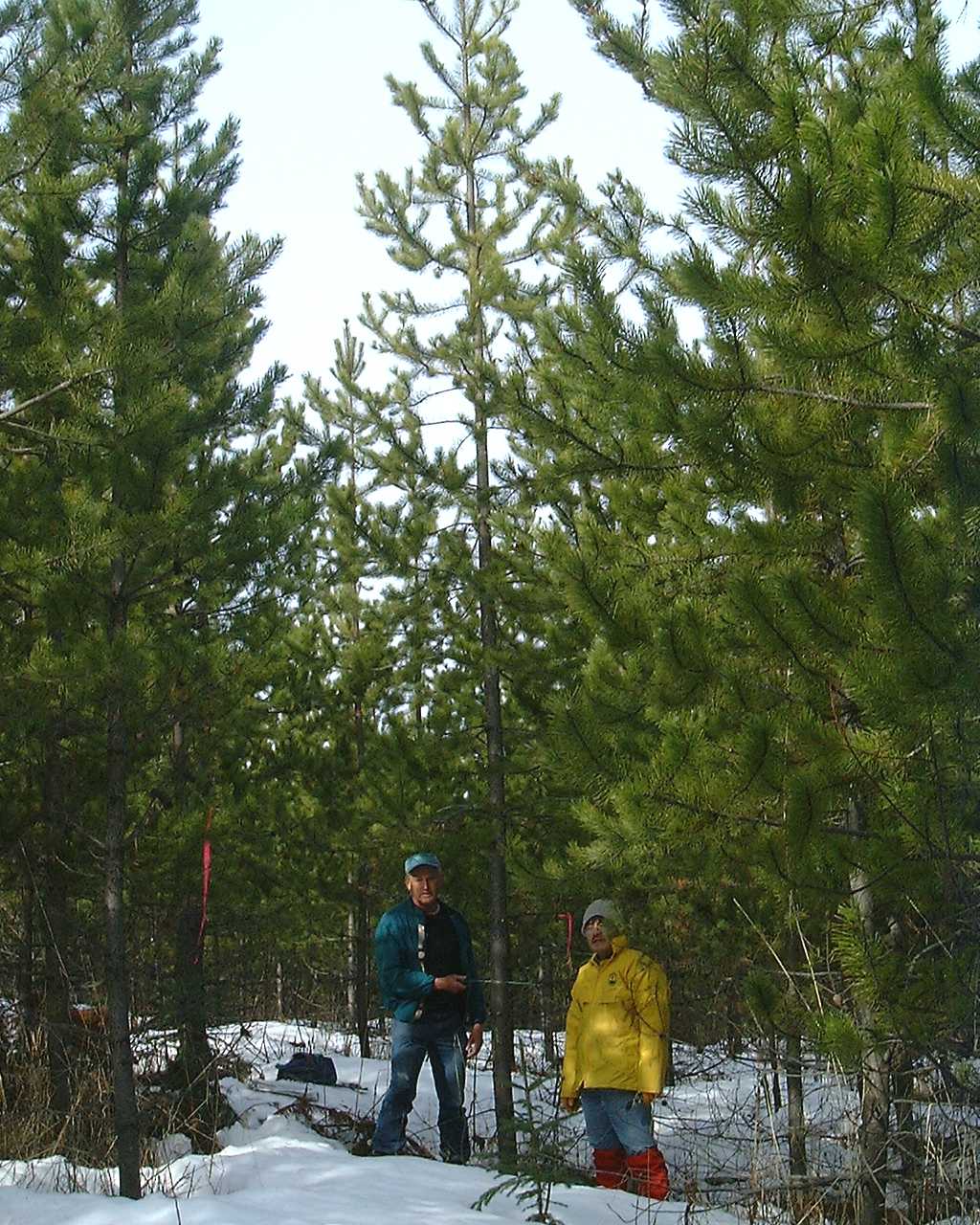 Lodgepole pine tree breeding program - Province of British Columbia