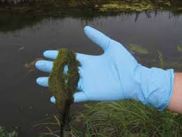 How to recognize an algae bloom - Province of British Columbia