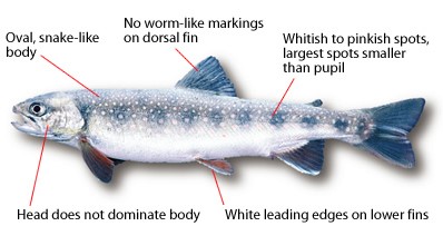 Notable BC Freshwater Fish - Province of British Columbia