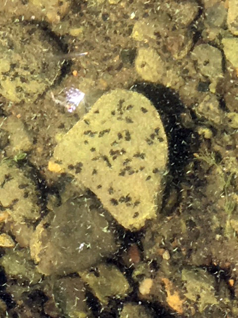 Other aquatic phenomena - Province of British Columbia