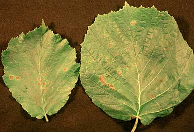 Control of bacterial blight of hazelnut - Province of British Columbia