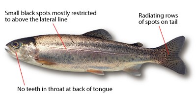 Notable BC Freshwater Fish - Province of British Columbia