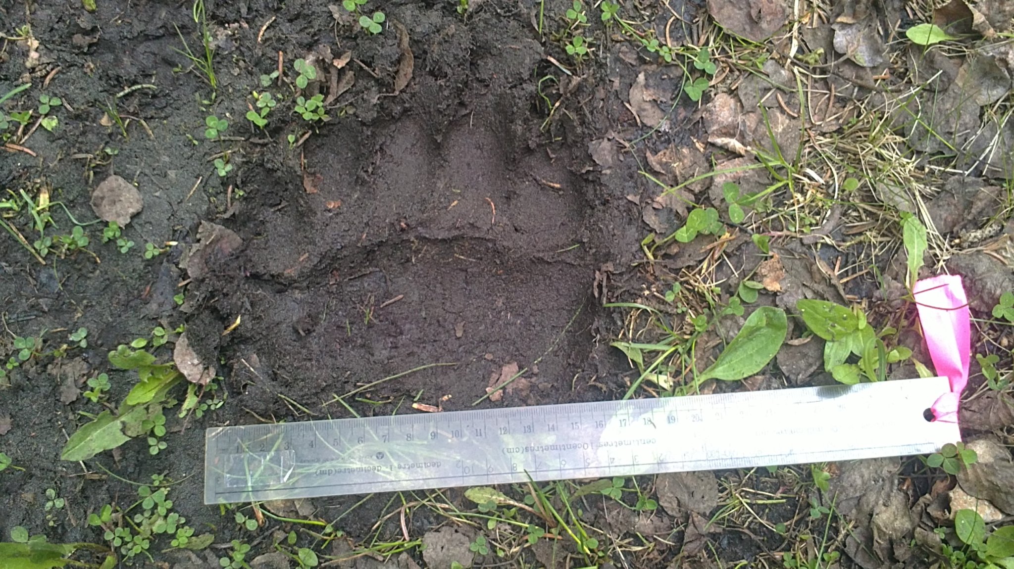 Wildlife Data Submission Templates - Province of British Columbia