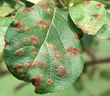 Apple Scab Management in British Columbia - Province of British Columbia