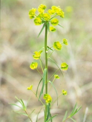 Invasive plants with biocontrol - Province of British Columbia