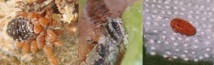 Balsam Woolly Adelgid - Province of British Columbia