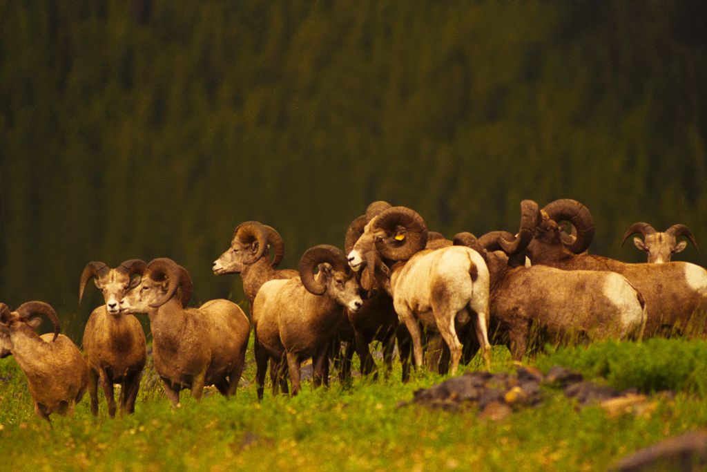 Wildlife & Wildlife Habitat - Province of British Columbia