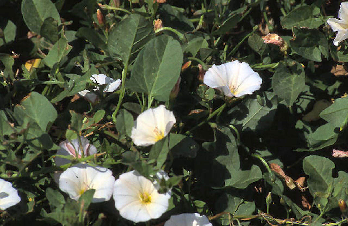 Invasive plants with biocontrol - Province of British Columbia