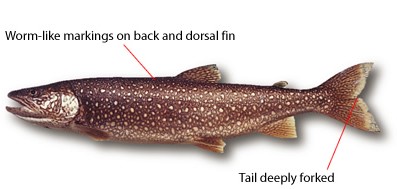 Notable BC Freshwater Fish - Province of British Columbia