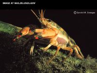 Invasive invertebrates other than insects and spiders - Province of ...
