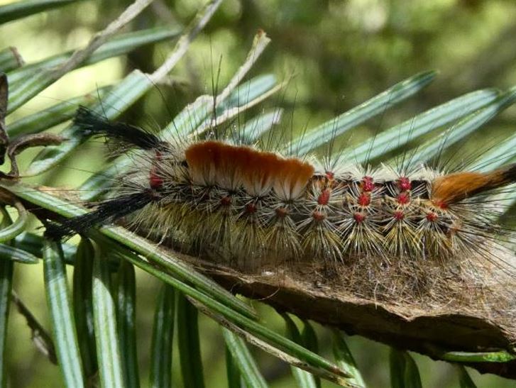 Douglas-fir tussock moth - Province of British Columbia