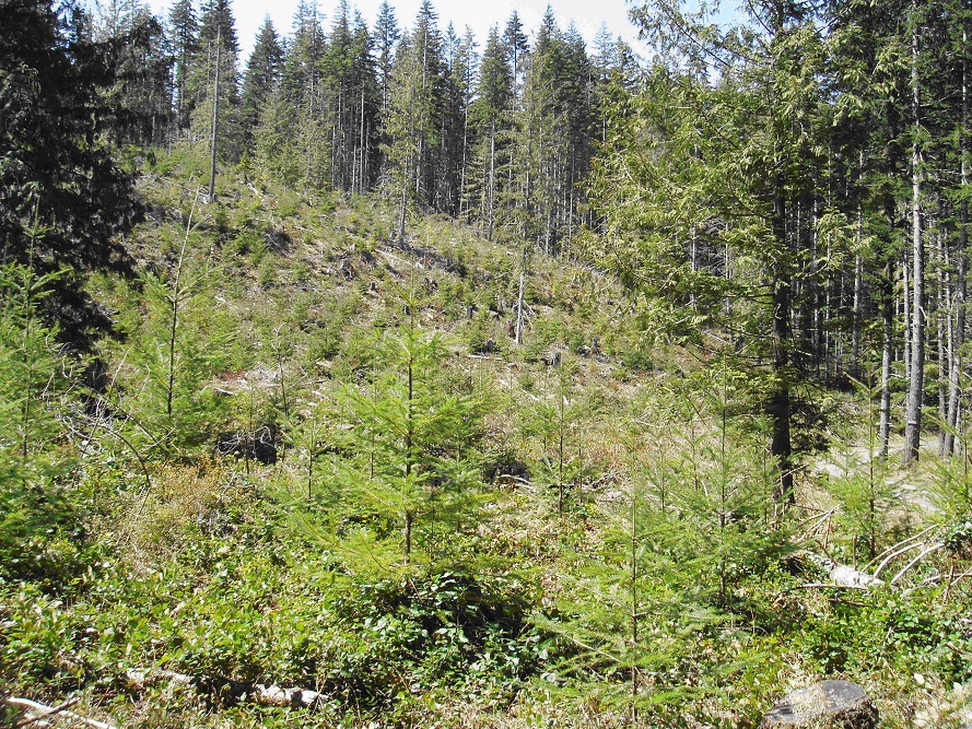 Modified Patch Cut - Province of British Columbia