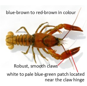 Notable BC Freshwater Fish - Province of British Columbia