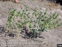 Plants - Province of British Columbia