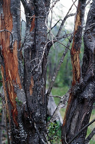 Animal damage - Province of British Columbia