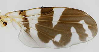 Prevention and Management of Apple Maggot in Commercial Apple Orchards ...