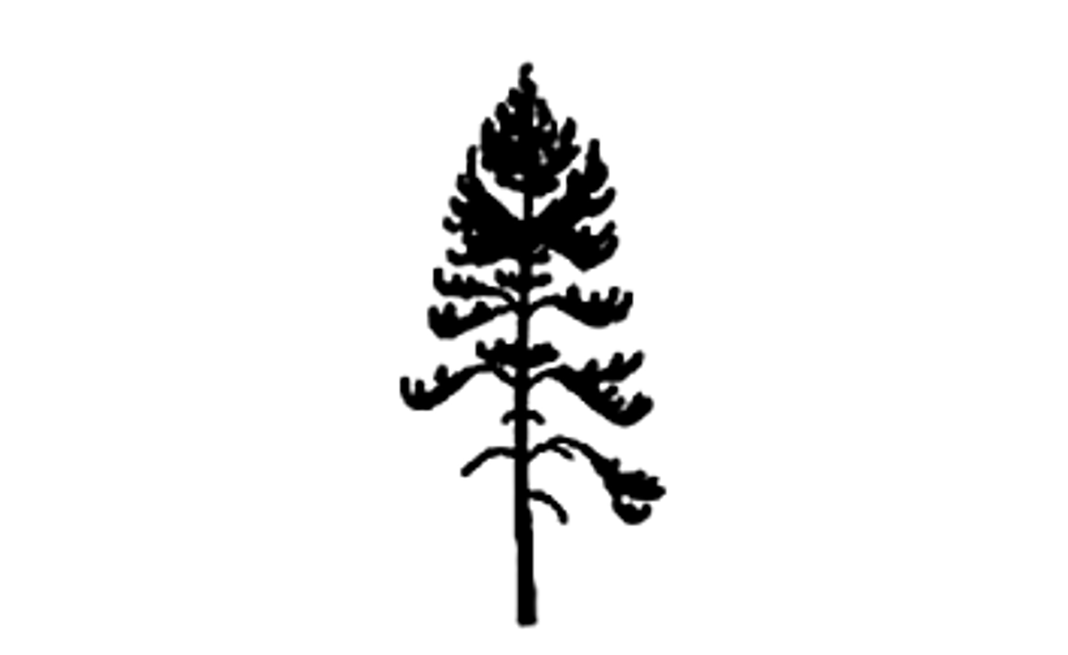 Jack pine - Province of British Columbia