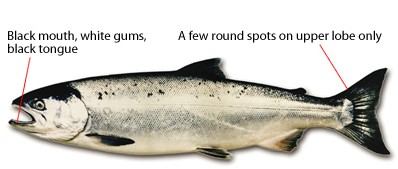 Notable BC Freshwater Fish - Province of British Columbia