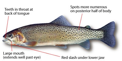 Notable BC Freshwater Fish - Province of British Columbia