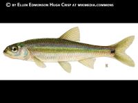 Invasive Fish - Province of British Columbia