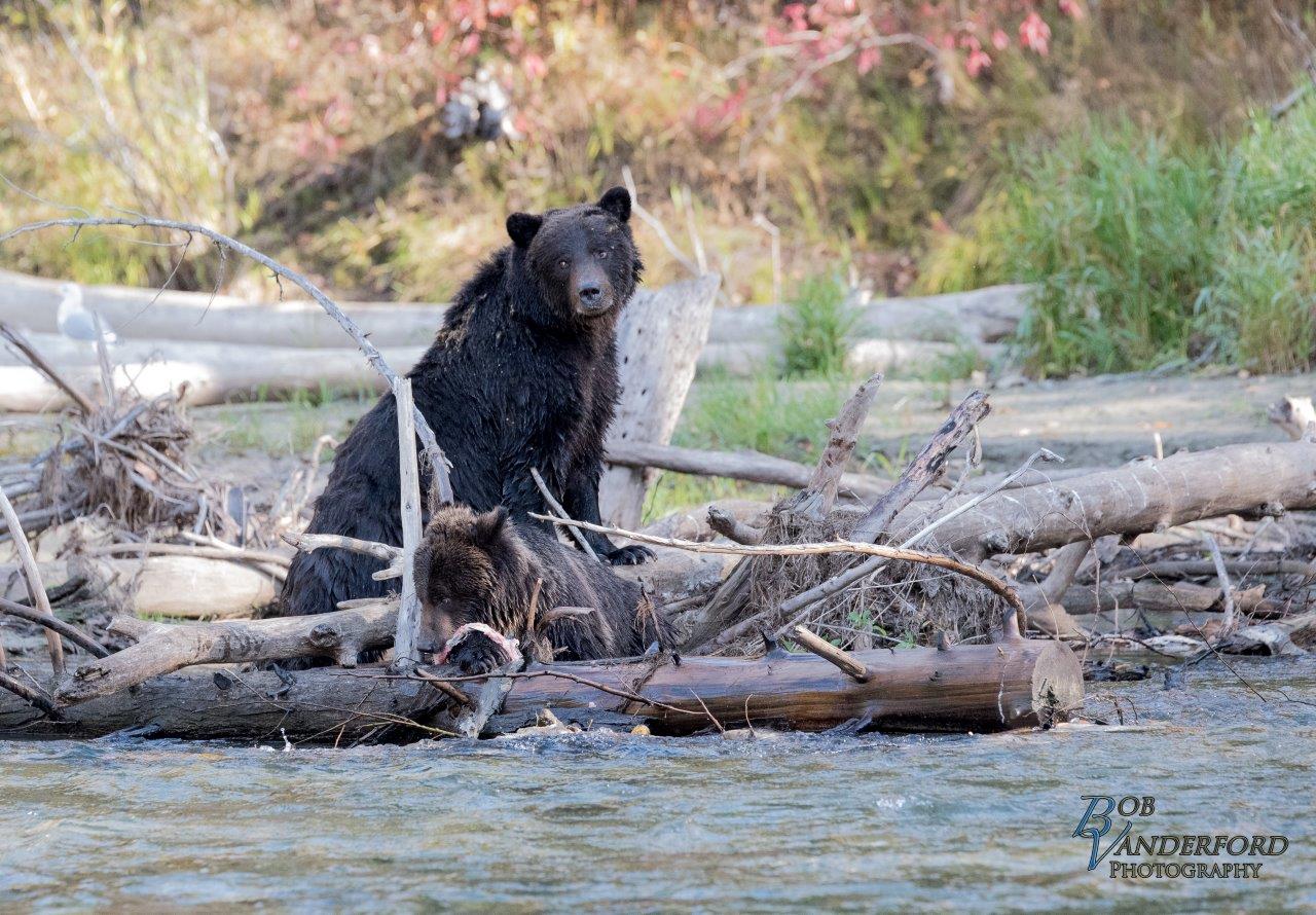 Bears - Province of British Columbia