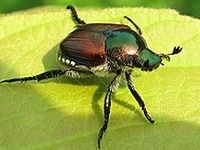 Invasive insects and spiders - Province of British Columbia