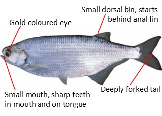 Notable BC Freshwater Fish - Province of British Columbia