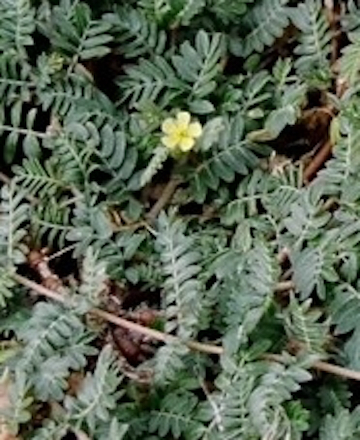 Invasive plants with biocontrol - Province of British Columbia