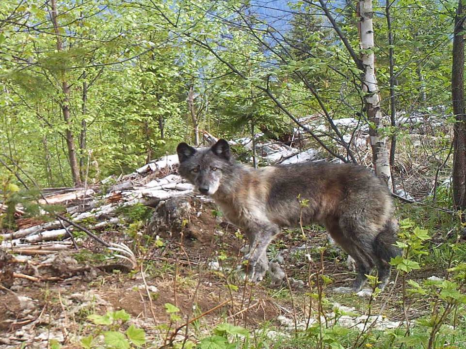 Wolves & Coyotes - Province of British Columbia