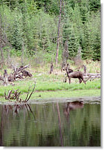 3.4 Coarse woody debris - Province of British Columbia