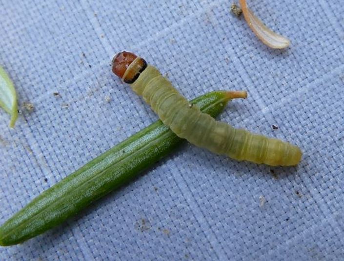 Blackheaded budworm - Province of British Columbia