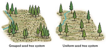 Part 3 - Variations of silvicultural systems - Province of British Columbia