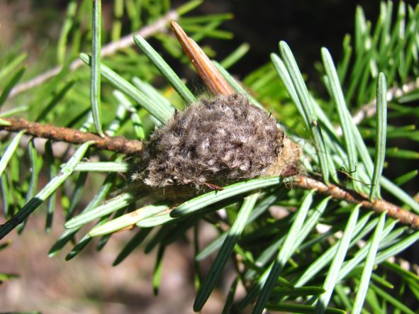Douglas-fir tussock moth - Province of British Columbia