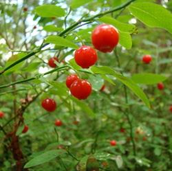 Agriculture and seafood programs - Province of British Columbia