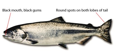 Notable BC Freshwater Fish - Province of British Columbia