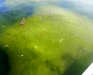 How to recognize an algae bloom - Province of British Columbia