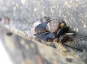 Aquatic Invasive Species - Province of British Columbia