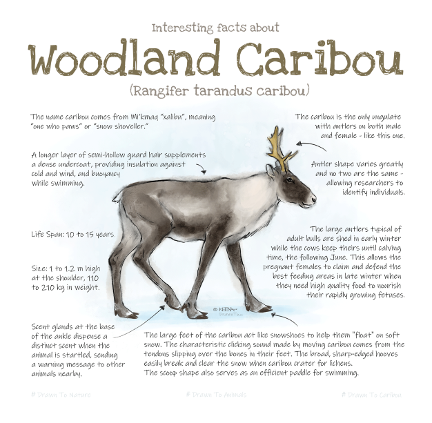 Learn about caribou in British Columbia - Province of British Columbia