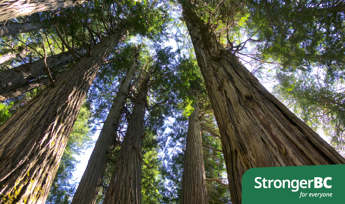 Our Forests. Our Future. - Province of British Columbia