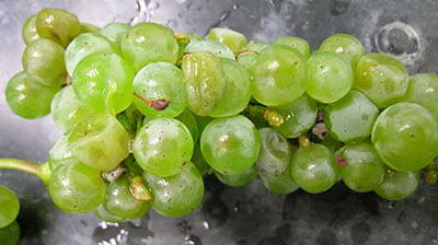 Sour rot of grape - Province of British Columbia