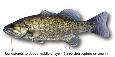 Notable BC Freshwater Fish - Province of British Columbia