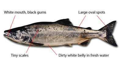 Notable BC Freshwater Fish - Province of British Columbia