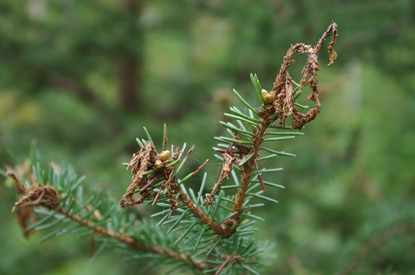 Eastern spruce budworm - Province of British Columbia