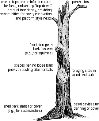 3.3 Wildlife trees - Province of British Columbia