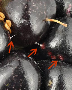 Spotted wing drosophila - Province of British Columbia