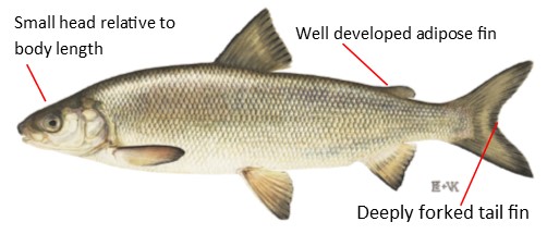 Notable BC Freshwater Fish - Province of British Columbia