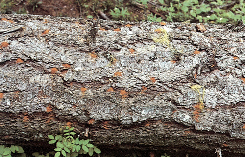 Douglas-fir beetle - Province of British Columbia