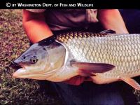 Invasive Fish - Province of British Columbia