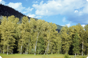 Balsam poplar - Province of British Columbia